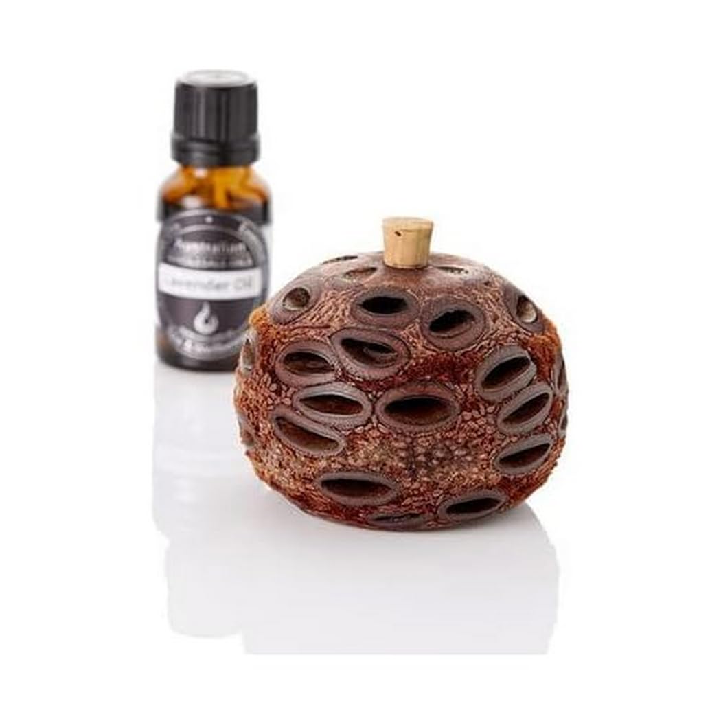 Australian Wholesale Oils Mini Banksia Pod Diffuser : Amazon.com.au ...