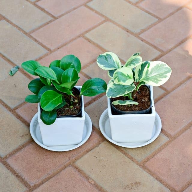 Set of 2 - Peperomia/Radiator (Variegated & Obtusifolia/Baby Rubber) in ...