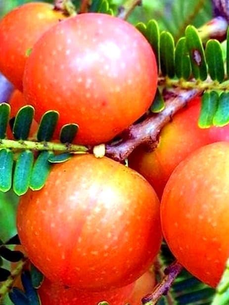 GreenWorld Special Hybrid Red Amla Plant (GRAFTED) Amla/Gooseberry Live ...
