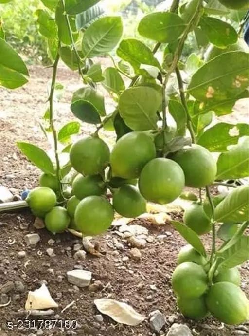 THE GREEN VIEW GARDENS All Time Kolkata Desi Pati Lemon Tree PLant ...