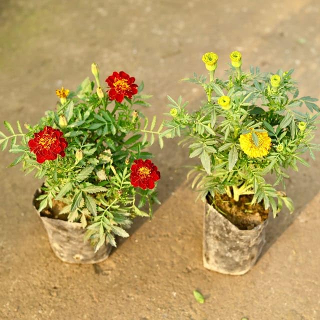 Mphmi Seedless Plant Me Flower Plants Set of 2 - Marigold (French ...