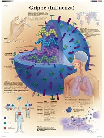 3B Scientific Lehrtafel laminiert - Grippe (Influenza) : Amazon.de ...