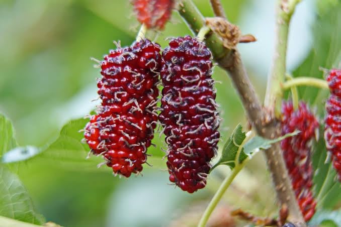 Mulberry Fruit Plant Tree, Hybrid Original Variety, Pack of 1 with Grow ...