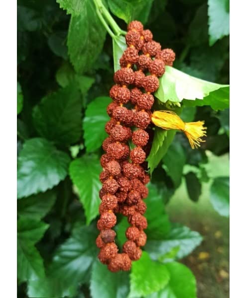 OPTIMUS RUDRAKSHA Rudraksha Mala Natural 108 Beads Original Certified ...