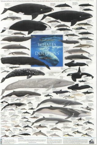 Whales and Dolphins: The World's Cetacea : Amazon.com.au: Books