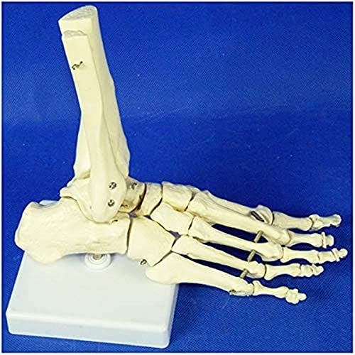 Buy Anatomy Model, Human Foot Skeleton Model - Human Ankle Model - 1:1 ...