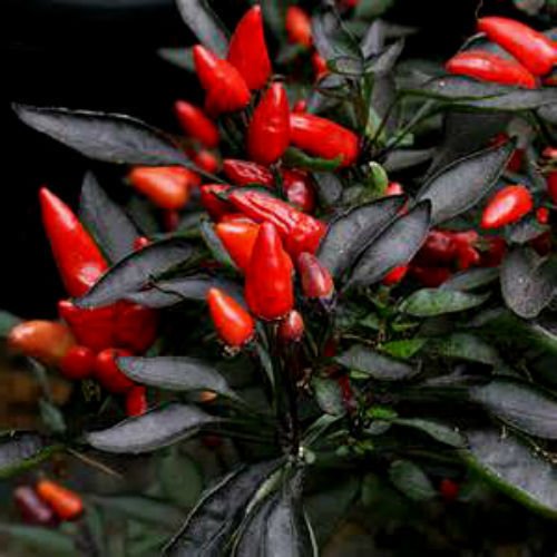 Amazon.com: Explosive Ember Pepper Seeds! VERY BEAUTIFUL! - Comb. S/H ...