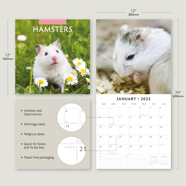 Hamsters – 2025 Square Wall Calendar – by Red Robin Publishing – BigaMart