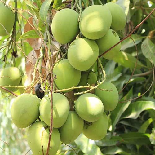 Nandini Garden Langra King Of Mango Variety Mangifera Indica Aam Am ...