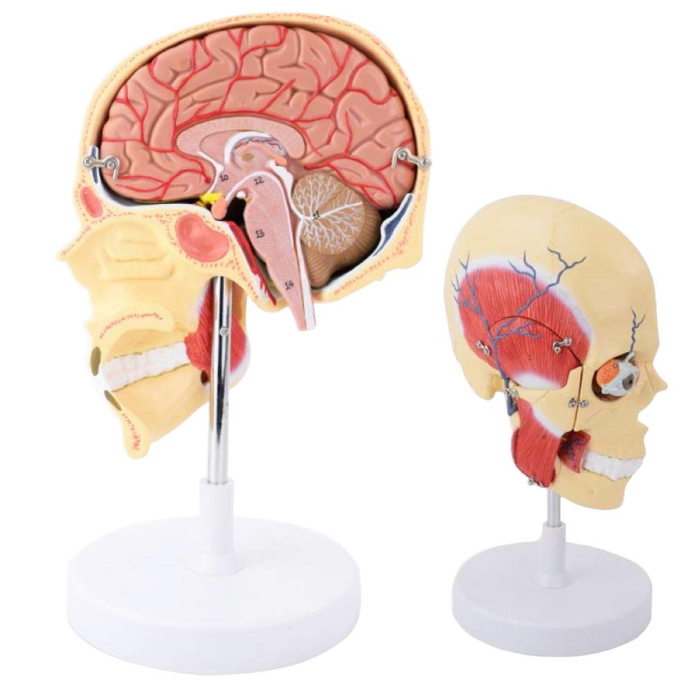 Masticatory Muscle Model Maxillofacial Anatomy Muscular Nerve ...