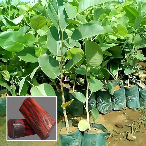 Original Most Expensive Red Sandalwood | Lal Chandan Tree Live Healthy ...