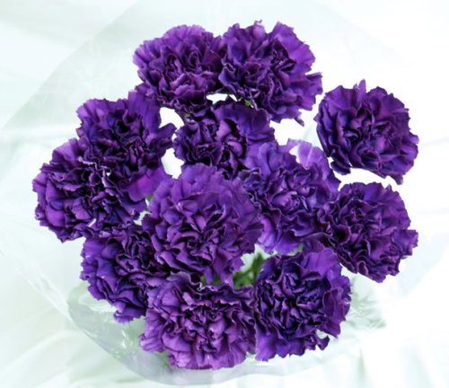 Amazon.com : 20 Fresh-cut Purple Moonshade Carnations (advance ordering ...