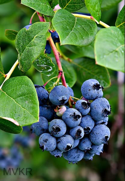 MVKR - Rare Variety Blueberry Fruit Plant (Pack of 1 Plant) : Amazon.in ...