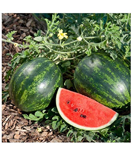 REAL NATURE Watermelon Fruit's 25 Seed : Amazon.in: Garden & Outdoors