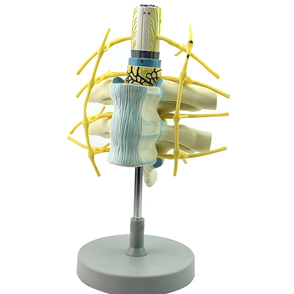 Buy WWJJLL Thoracic Spinal Cord Model, Spinal Cord And Spinal Nerve ...