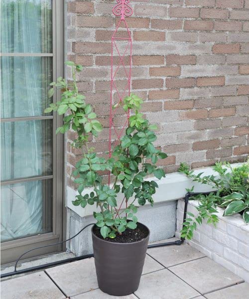 Mphmi Live Plant Nursery NCR Nurseryplant Gladiator Red Rose - Plant ...