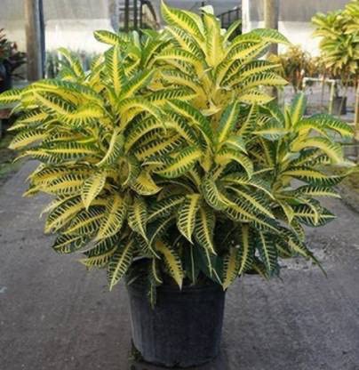 Tree Hub Croton Plant (Pack of 1) : Amazon.in: Garden & Outdoors