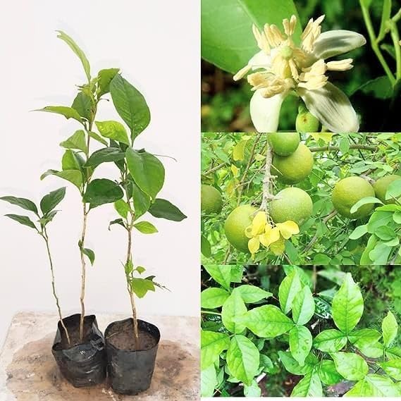 GOLDEN BLOOM 2 Live Bel Tree, Bilva Patra, Aegle Marmelos, Bael Plant ...