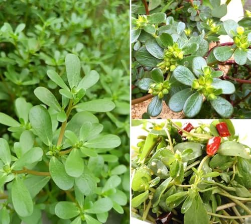 Amazon.com : Golden Purslane Seeds Edible Portulaca Oleracea Sativa Non ...
