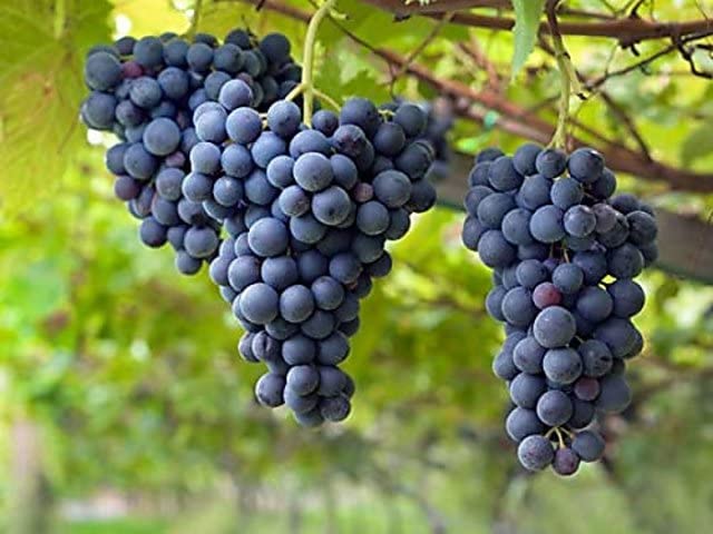 Mphmi Live Plant Nursery NCR Plants Black grapes, Kala angoor (Grafted ...