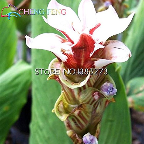 Promotion100Pcs Colorful Curcuma Seeds Rarest Fresh Seeds Garden Seeds ...