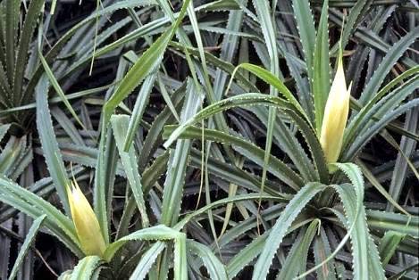 Live Kevda/Kewda/Pandanus Pygmaeus Plant With Pot : Amazon.in: Garden ...