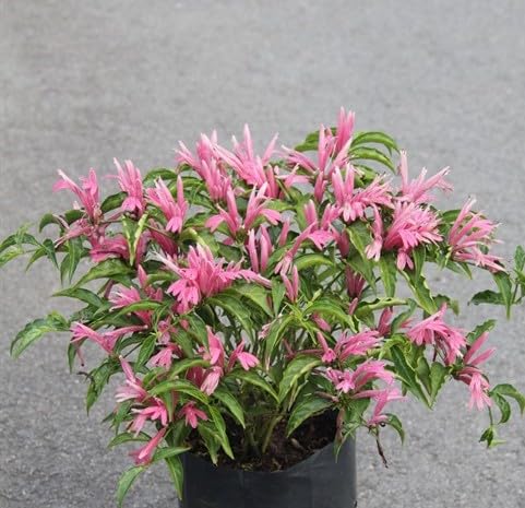 Pink Justicia carnea (Brazilian Plume) Plant : Amazon.in: Garden & Outdoors