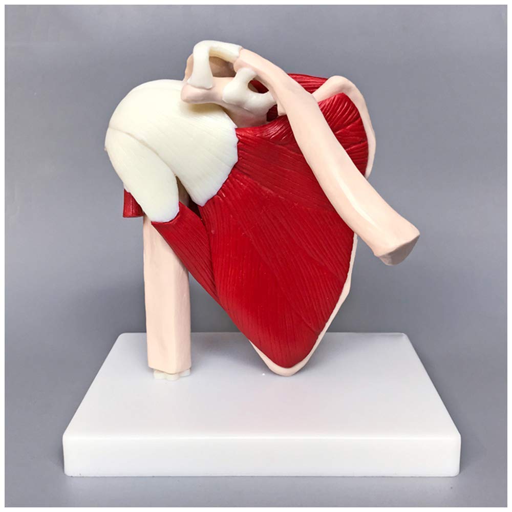 Buy GaoF Muscle Shoulder Joint Model - Human Joint Anatomical Model ...