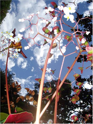 Amazon.com: HAS/HAS HUMAN AUDIO SPONGE Live in Barcelona-Tokyo [DVD ...