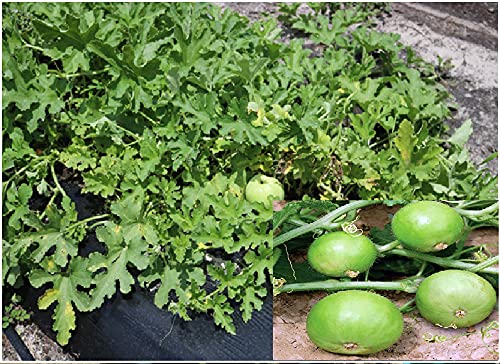 Golden Hills Farm High Yielding Hybrid Tinda/Round Gourd Vegetable 100 ...