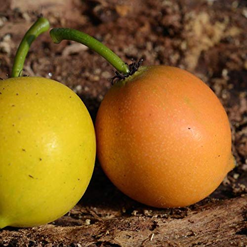 Creative Farmer Baraba Fruit Sastra Flavor Beverages/Jams and Jellies ...