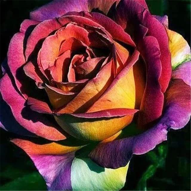 M-Tech Gardens Rare Hybrid Rose " Variety : 17" Exotic 20 Seeds for ...