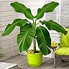 Amazon.com : FUN AND GROW SEEDS: Seeds Ornamental Banana Tree Perennial ...
