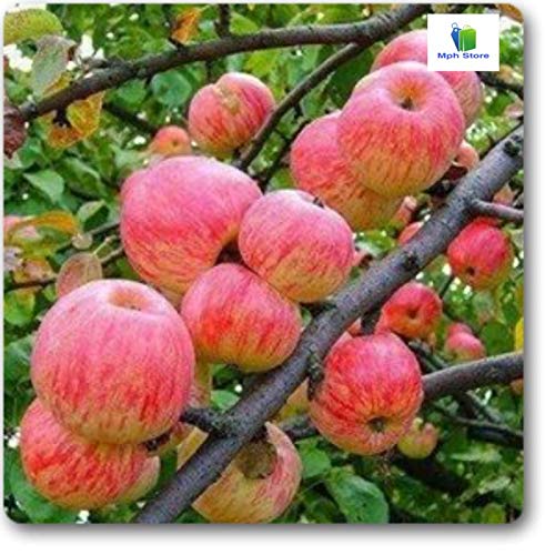 Amazing Store Apple, Seb - Plant : Amazon.in: Garden & Outdoors