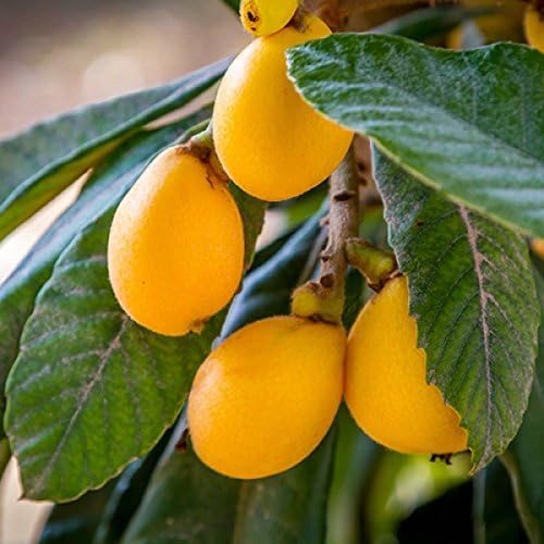 Amazon.com : Loquat Tree Live Plant, Grafted Loquat Tree,10 to 12 Inc ...