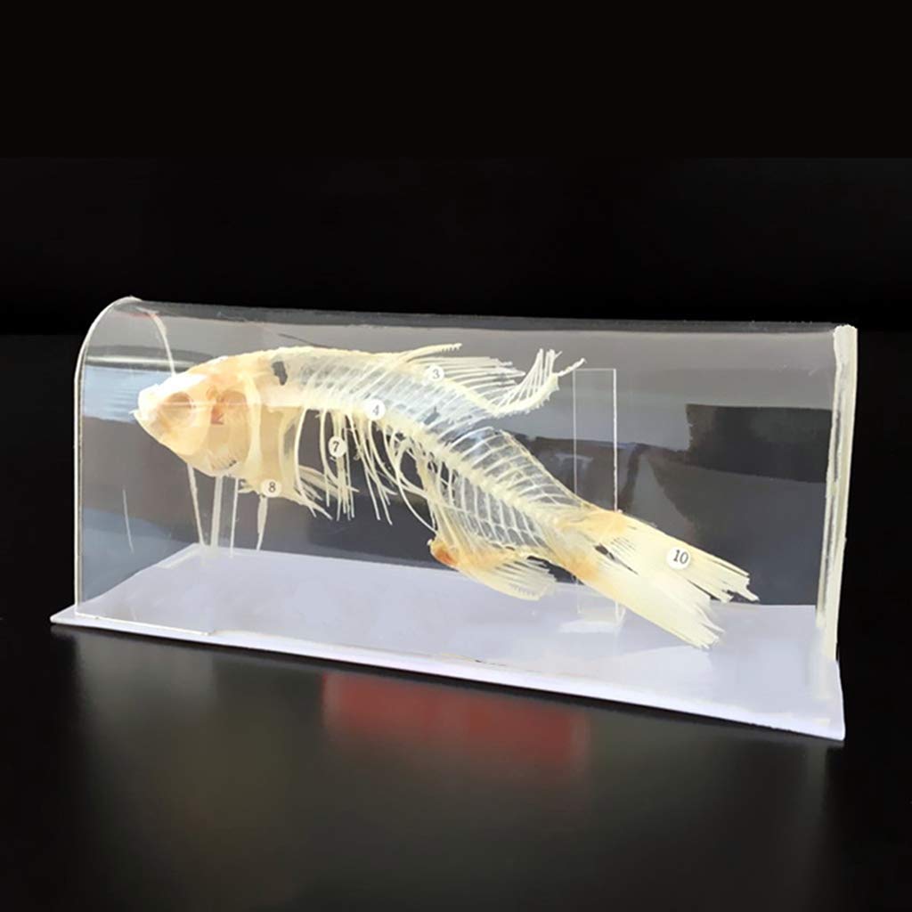 Buy Experimental Teaching Research Tools Fish Skeleton Natural Model ...
