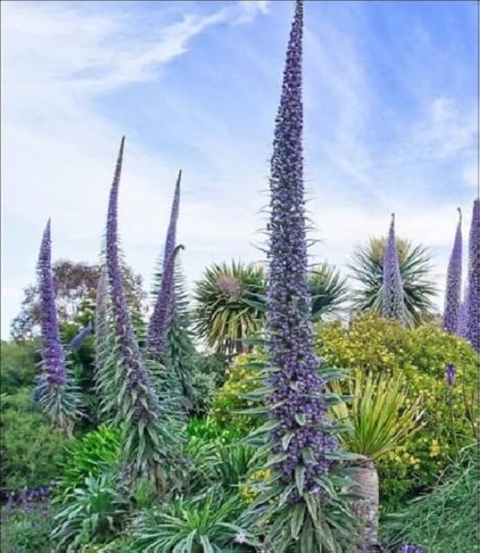 Amazon.co.uk: echium seed