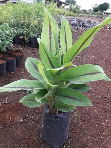 Mphmi Seedless Plant Plants Nurseryplant Black Turmeric, Kali Haldi ...