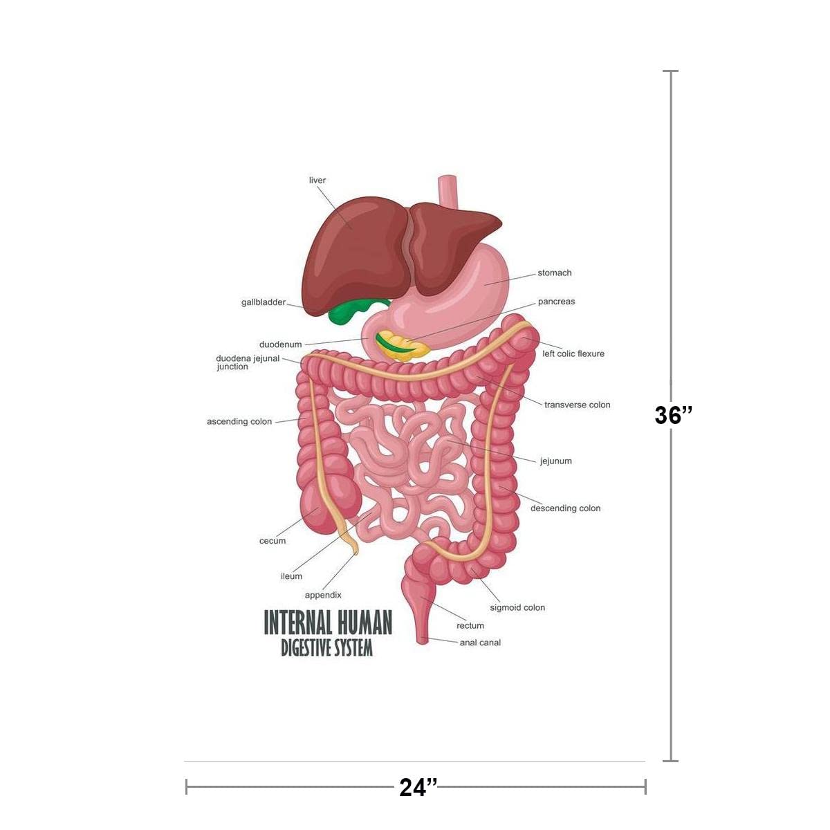 Digestive System Anatomy