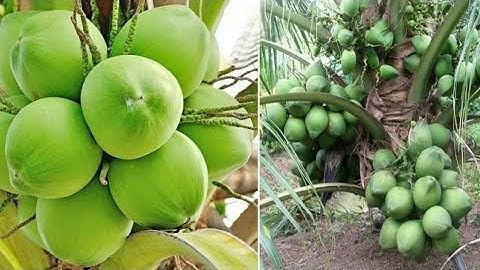 MANISHA'S DAFFODILS Full-Sun-Exposure-Ganga Bardhan Coconut Hybrid ...