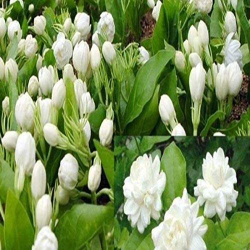 NurseryNature Kagda Plant/flower plant : Amazon.in: Garden & Outdoors