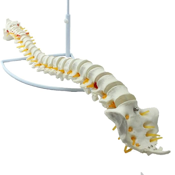 Buy Human Skeleton Anatomy Model Super Flexible Spine Model with ...