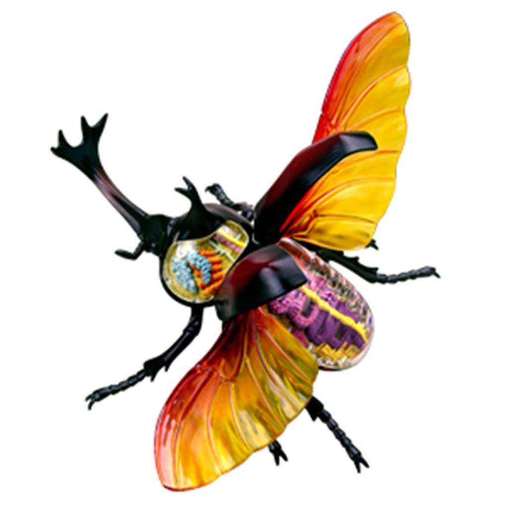 Educational Model Stag Beetle Organ Anatomy Model Animal Anatomical ...