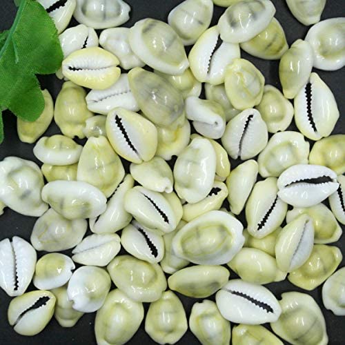Buy THE GUPTA'S Cowrie Shells for Lakshmi Puja Peeli Kodi - Kauri ...