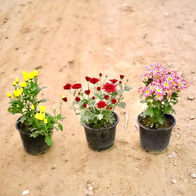 Mphmi Pune Plants Live BY Season Repellent Plant-Set Of 3 ...