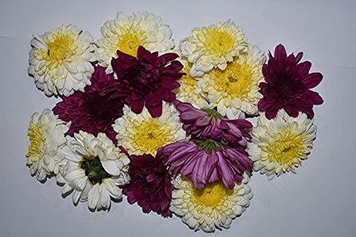 Fresh Flower Chrysanthemum Shevanti, 250 g : Amazon.in: Home & Kitchen