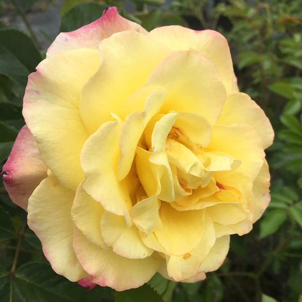 Amazon.com : Heirloom Roses Rose Plant - Lord Mountbatten™ Yellow Rose ...
