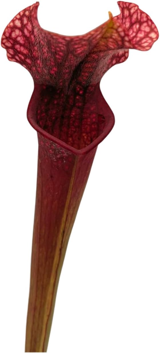 Amazon.com : Sarracenia Judith Hindle Pitcher Plant, 6-10 inches Tall ...