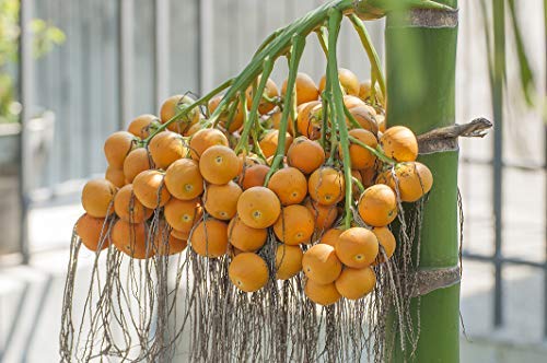 Creative Farmer Palm Leaf Plant Araca Nut Dwarf Arecanut Betel Plant ...