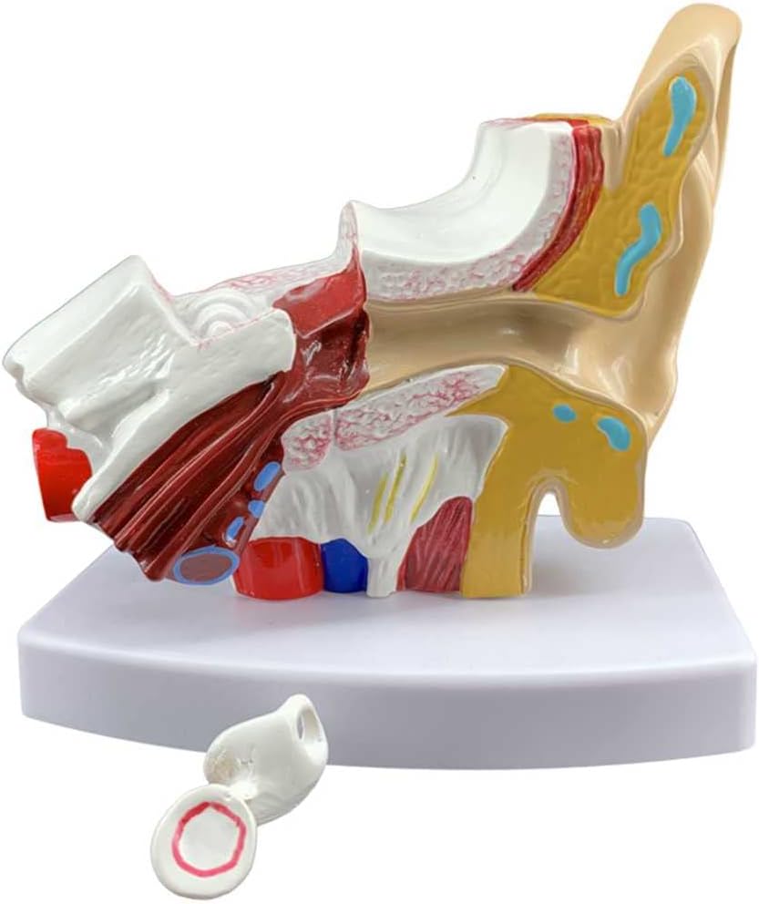 Amazon.com: Teaching Model,Ear Internal Structure Model 3D Anatomy ...